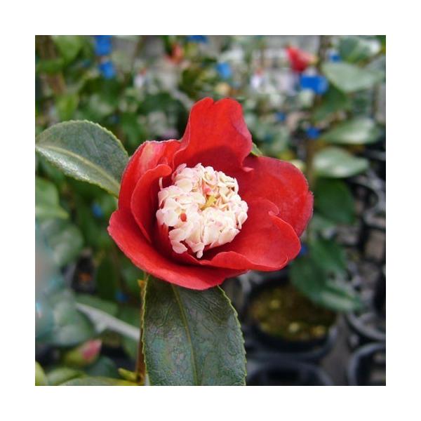 椿（つばき）「卜伴（ボクハン）」の苗木を販売しています。唐子咲きの代表的なツバキです。おしべ全体が小さな花弁に変形した椿です。白卜伴（白ボクハン）や桃色卜伴など、唐子咲きの椿は他の椿とはまた違った美しさがあり、また茶花では、蕾（つぼみ）では...