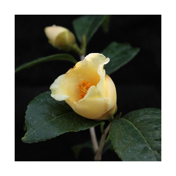 椿（ツバキ）「初黄（しょこう）」の苗木を販売しています。珍しい黄色のツバキです。初黄（しょこう）は、金花茶交配によって生まれた淡い黄色の一重咲き椿（つばき）です。肉厚な花弁の中輪花で、日当たりでもよく育つおすすめの椿です。寒さにはあまり強く...