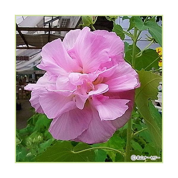 「酔芙蓉（スイフヨウ）の苗木（２年生）」を販売。富山県のおわら風の盆でも有名な花木です。酔芙蓉（スイフヨウ）は、午前中は純白、午後には淡いピンク、夕方には紅色に花色が変化する不思議な一日花です。花色が変わる様子をお酒に酔って赤くなる様に例え...