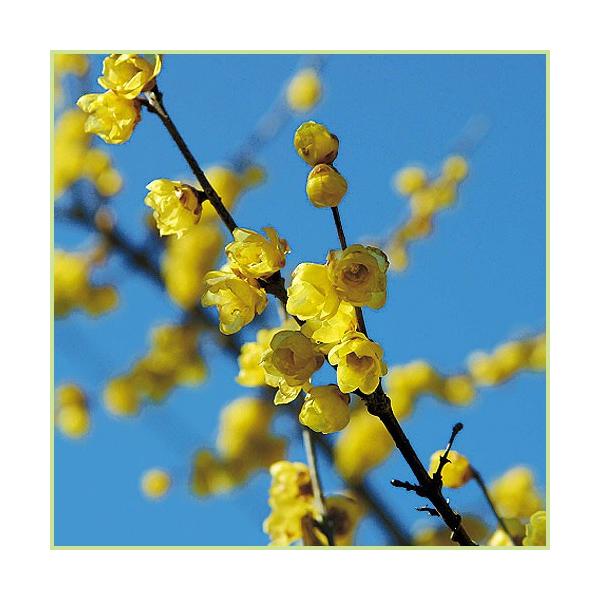 【発売日：2025年12月02日】蝋梅（ロウバイ）は、年始にかけて美しい黄色の花を咲かせる花木です。花には芳しい香りとロウ細工のようなテカりがあります。他の花木に先駆けて早春に咲く香りのよい花は、生け花や茶花、庭木として楽しまれてきました。...