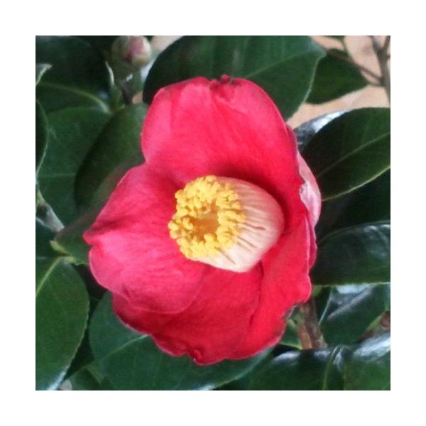 椿（つばき・ツバキ）「寒丹花」の苗を販売。中京椿の血を引く早咲き椿椿「寒丹花」（かんたんか）は濃紅色の丸弁・椀咲きの一重で、筒しべが太く短く整った特徴的な形をしています。母樹の白太郎庵の形質を受け継いで茶席の椿としてお勧めできます。*丈夫な...