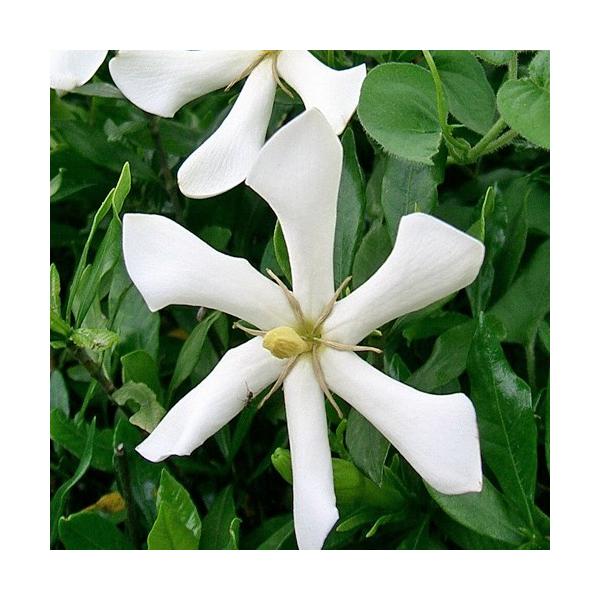 クチナシ（くちなし）は光沢のある葉と純白の花から漂う豊かな甘い芳香が魅力的な初夏の花木です。丈夫な植物で洋風・和風どちらの庭木でもよくあいます。秋になる黄赤色の実はサフランのように着色料としても利用されます。クチナシのサイズ： 4〜５号鉢植...