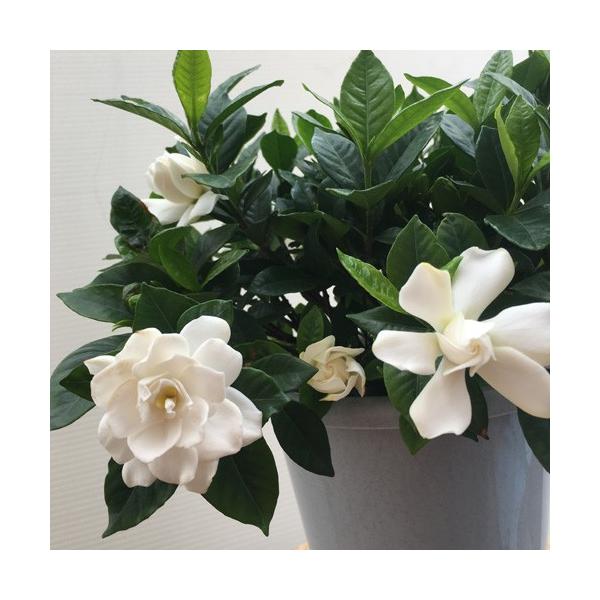 クチナシ（くちなし）は光沢のある葉と豊かな甘い芳香が魅力的な初夏の花木です。丈夫な植物で洋風・和風どちらの庭木でもよくあいます。クチナシのサイズ： 4〜５号鉢植え最大樹高： 1〜2m開花時期： 6〜7月花色： 白色〜クリーム色備考： アカネ...