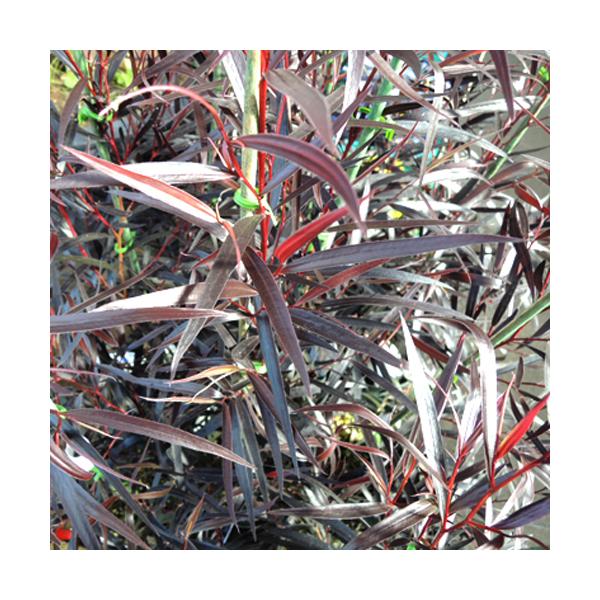 【発売日：2022年01月11日】ユーカリの仲間で同じフトモモ科のアゴニスという植物です。夏季には緑がかった葉色ですが寒さに当る事で緑葉から黒葉に色づく珍しい種類です。寄せ植えの芯やフラワーアレンジ、ドライフラワー等に利用されます。春から初...