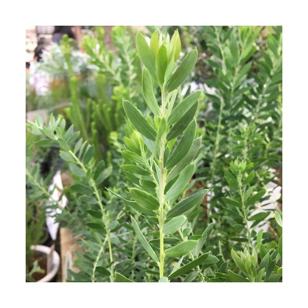 【発売日：2022年01月11日】春に黄色いアカシアらしい花をたくさん咲かせます。花がない次期でもシルバーブルーの美しい葉が目を楽しませてくれるシンボルツリーにもおススメの花木です。夏場はよりは色がシルバーがかります。耐寒性があります。（富...