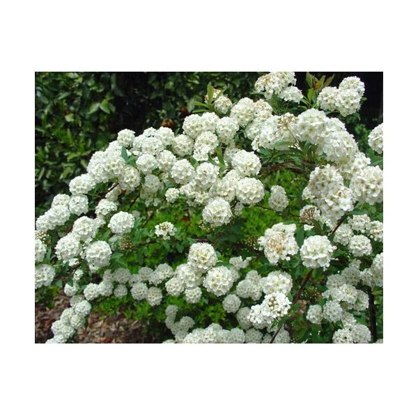 こでまりは、白い花をてまり状にたくさん咲かせ、枝垂れる姿がとても見事で、庭木や切り花として利用される、春を代表する花木です。小型で丈夫な育てやすい、庭木として人気です。別名スズカケ。コデマリの苗木サイズ：5号鉢植え：樹高50〜80cm前後（...