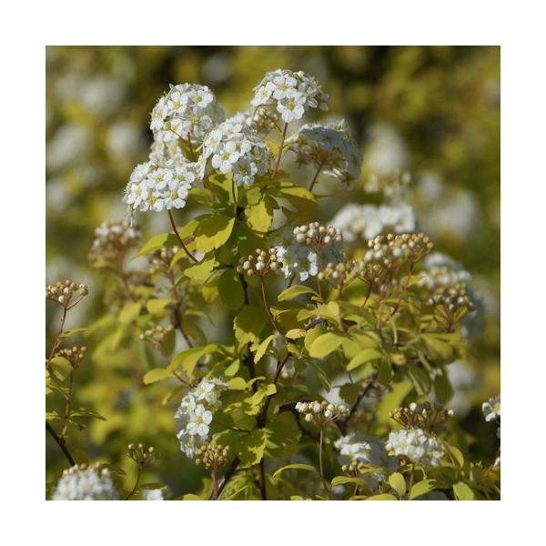 こでまりは、白い花をてまり状にたくさん咲かせ、枝垂れる姿がとても見事で、庭木や切り花として利用される、春を代表する花木です。小型で丈夫な育てやすい、庭木として人気です。別名スズカケ。コデマリ「ゴールドファウンテン」は、爽やかなライムイエロー...