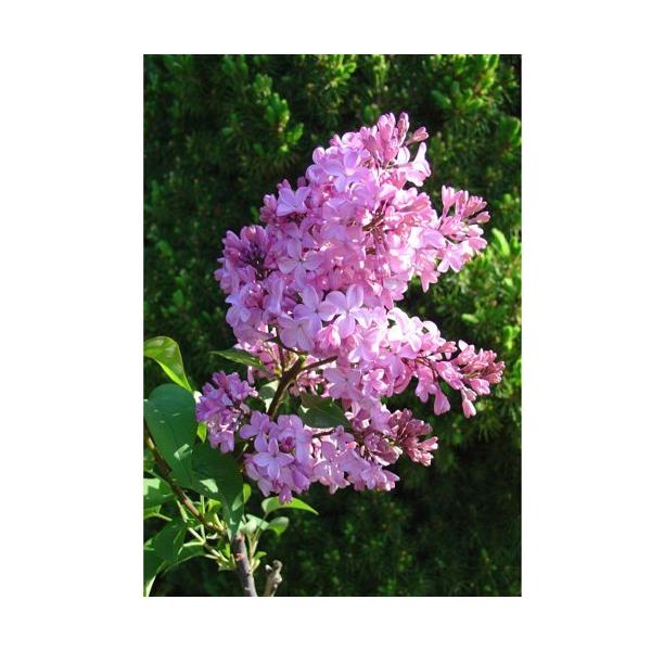 ライラックは、寒さに強く北国の代表的な花木として知られています。枝先の小花には芳香があり、春の訪れを感じる花木として人気です。ライラック「エスタースターレーは、花は円錐形の大きな房状になり、赤紫の蕾から濃いピンクの一重咲きで、良い香りがしま...