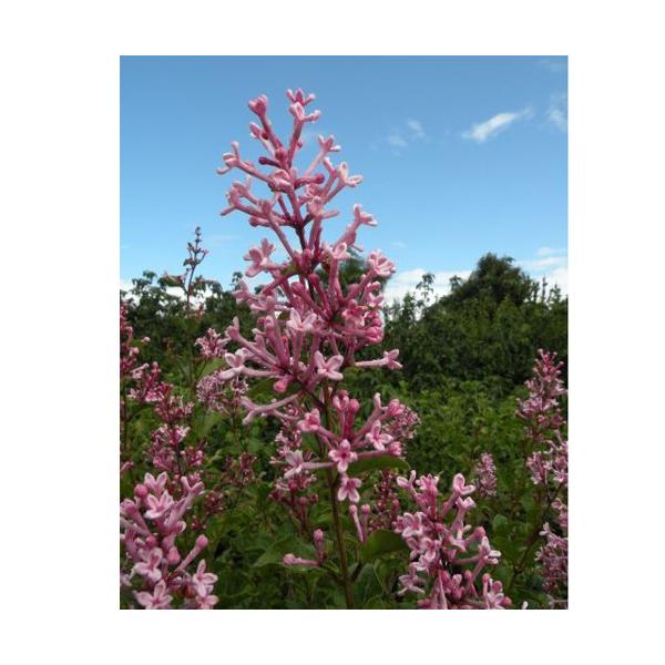 姫ライラックは、ライラックより暑さに強く、樹高も大きくならないので、暖地での栽培や鉢植えにおすすめの花木です。花付きの良い品種が多いです。四季咲き姫ライラック「ピンクパヒューム」は、香りの良いピンクの可愛い花が、新芽の先に次々と咲いていきま...