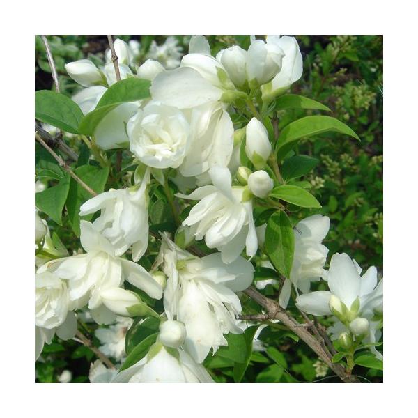 バイカウツギは、漢字で書くと「梅花空木」、花のかたちが梅に似ているウツギです。花には芳香があり、5月から6月に枝先に白いさわやかな花を咲かせます。バイカウツギ「スノーベル」はベル型の八重咲きで、花つきが良く、房なりに咲きます。良い香りがしま...