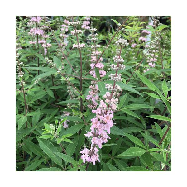 【発売日：2020年06月09日】花木・庭木「西洋ニンジンボクの苗木（ピンク花）」を販売しています　花が少なくなる7月頃から秋にかけて枝先に小さい花が穂状に咲きます。丈夫で育てやすく、毎年よく咲きます。優しい雰囲気の葉と美しい花はコンテナや...