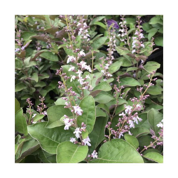 【発売日：2021年08月31日】出会った瞬間に魅了されてしまう美しい葉は、表が緑で、裏が薄紫色の美しいカラーリーフです。 風に揺れる姿は、緑と紫が混じりあい美しいハーモニーを奏でます。 花は淡い青紫色で枝先に集まって咲き、花後に丸い実がつ...