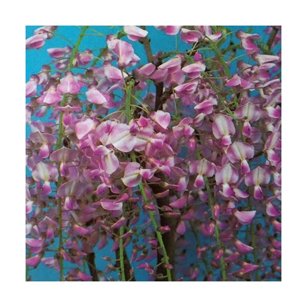 【発売日：2026年02月03日】藤（ふじ）は日本原産のつる性花木です。藤（フジ）「本紅藤」は、ノダフジ系の品種で、ピンク〜淡い紅色の可愛らしくキレイなフジです。花房は約30cm程になり、藤棚や鉢植えで楽しめます。※年によって花芽がついてい...