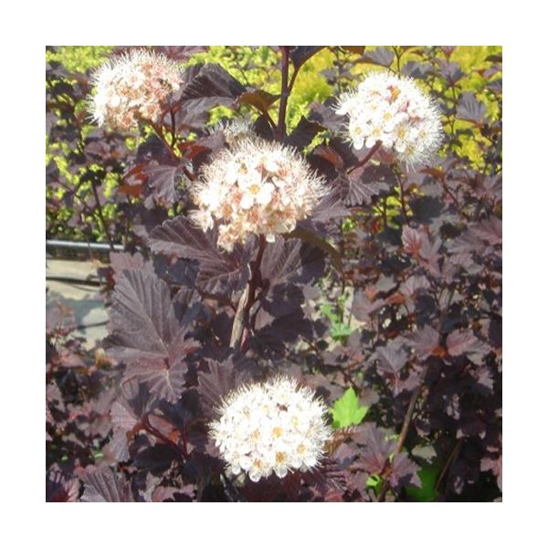 テマリシモツケは、コデマリに似た花を多数咲かせるシモツケです。花付きが良く、自然に樹形がまとまるので手間がかかりません。また、丈夫で育てやすく、葉の美しさ、花、紅葉と、年間を通じて高い観賞価値があるオススメの花木です。テマリシモツケ「ディア...