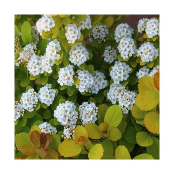 シモツケは、育てやすくて大きくならず、初心者におすすめの花木です。 初夏頃に小さな花を枝先にたくさんつけます。花のない時期でも、春から秋まで葉色の変化を楽しむことができます。丸葉シモツケ「トーゴールド」は、丸葉でコンパクトな品種です。鮮やか...