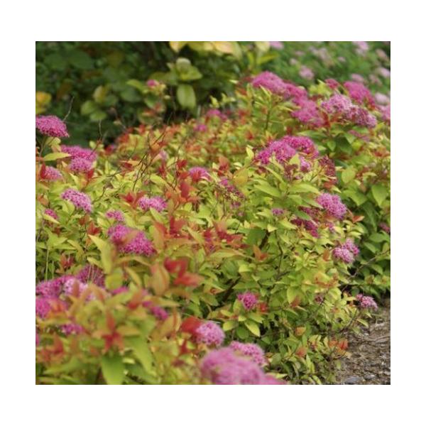 シモツケは、育てやすくて大きくならず、初心者におすすめの花木です。 初夏頃に小さな花を枝先にたくさんつけます。花のない時期でも、春から秋まで葉色の変化を楽しむことができます。シモツケ「マジックカーペット」は、新芽はオレンジ色で、やがて黄色の...