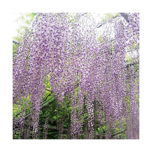 【発売日：2026年02月03日】藤（ふじ）は日本原産のつる性花木です。「九尺藤」は、ナガフジ系の品種で、別名「紫長藤」ともいい、その名の通り株が成熟して大株になると花房が2mほどまで伸びることもあるそう。国の特別天然記念物にも指定されてい...