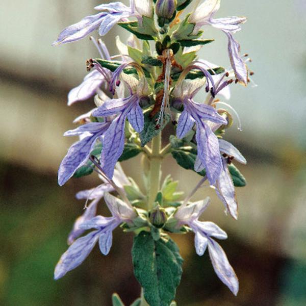 【発売日：2022年10月04日】シルバージャーマンダーとも言われる通り、シルバーの葉に特徴のある大きなブルーの花が美しい常緑低木です。刈り込みして生垣のようにも仕立てることが出来ます。ハーブとして花をサラダに散らしたり、葉はティーとして利...