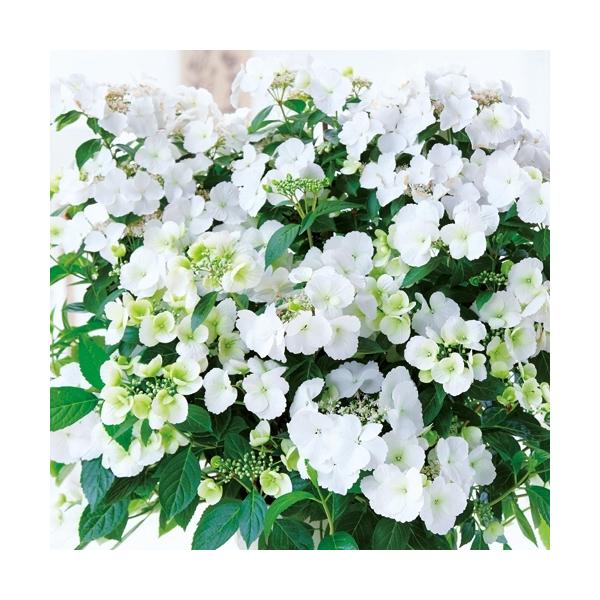【発売日：2025年09月23日】すべての側芽が花になるラグジュアリーなハイドランジア！葉が小さいため蒸散量が少なく、通常のアジサイと比べて土が乾きにくい無剪定でも楽しめ、栽培は簡単でローメンテナンス咲き始めはライムグリーンで、だんだん咲き...