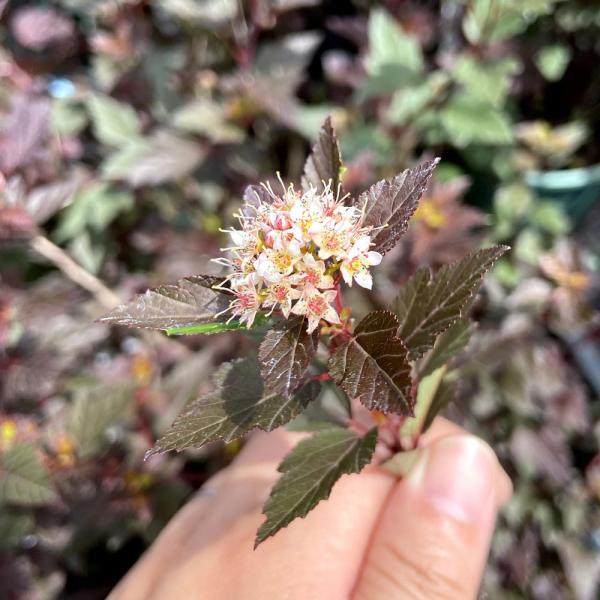 【発売日：2024年10月08日】テマリシモツケは、コデマリに似た花を多数咲かせるシモツケです。花付きが良く、自然に樹形がまとまるので手間がかかりません。また、丈夫で育てやすく、葉の美しさ、花、紅葉と、年間を通じて高い観賞価値があるオススメ...