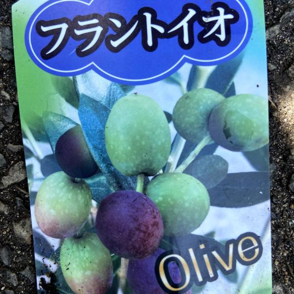 【発売日：2021年07月18日】オリーブは、庭のシンボルツリーや鉢植えに大変人気の植物です。また、果実を収穫してピクルスや自家製オリーブオイルを作ることもできます。「フラントイオ」は、イタリア・トスカーナ原産の世界各地で栽培されている適応...