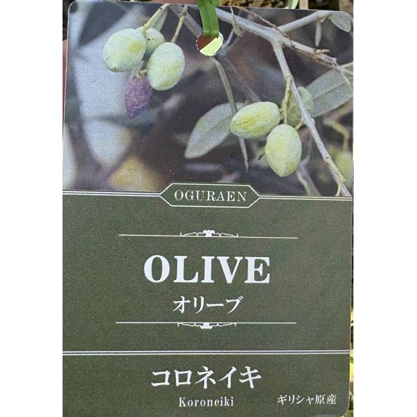 【発売日：2024年11月05日】オリーブは、庭のシンボルツリーや鉢植えに大変人気の植物です。また、果実を収穫してピクルスや自家製オリーブオイルを作ることもできます。「コロネイキ」は、ギリシャのオリーブオイルの主要品種。油分の含有量が20〜...