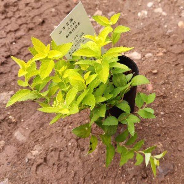 【発売日：2023年06月13日】シモツケは、育てやすくて大きくならず、初心者におすすめの花木です。 「ホワイトゴールド」は、白花に黄金葉の組み合わせで、明るく爽やかな印象です。日向では長期間明るい葉色を保ち、秋の紅葉も美しい品種。シモツケ...