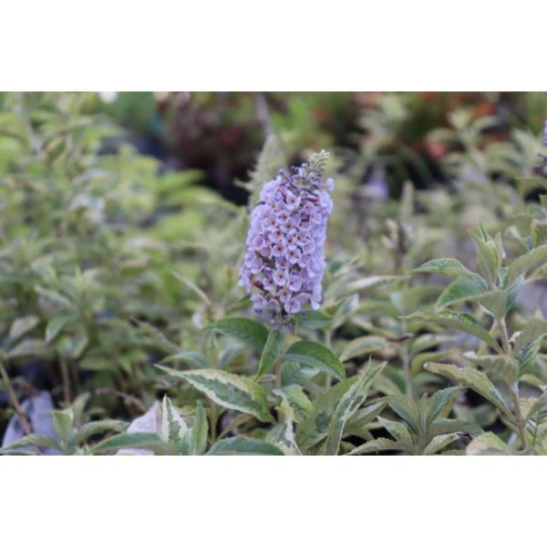 【発売日：2025年04月08日】ブッドレア・ダビディの斑入り品種です。真夏の直射日光下でも斑は焼けません。淡い藤色の花と斑入り葉のコントラストは上品で優しい雰囲気があります。ブッドレアは、とても丈夫で日本全国どこでも育つ生育旺盛な低木花木...