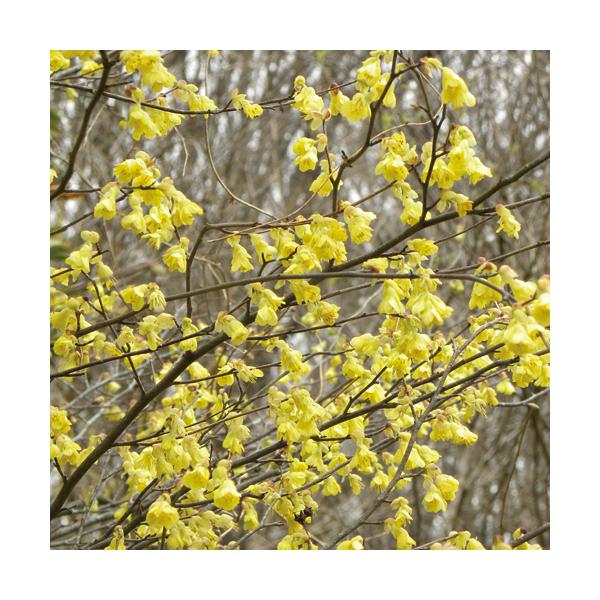 【発売日：2022年01月18日】近畿地方(石川県から兵庫県)の日本海側の限られた地域の岩場に自生している、樹高1.2〜2mの落葉低木です。枝は細く多分枝性で花つきが非常によい。陽光で輝くような、淡黄色花の満開時は見事。レンギョウやマンサク...
