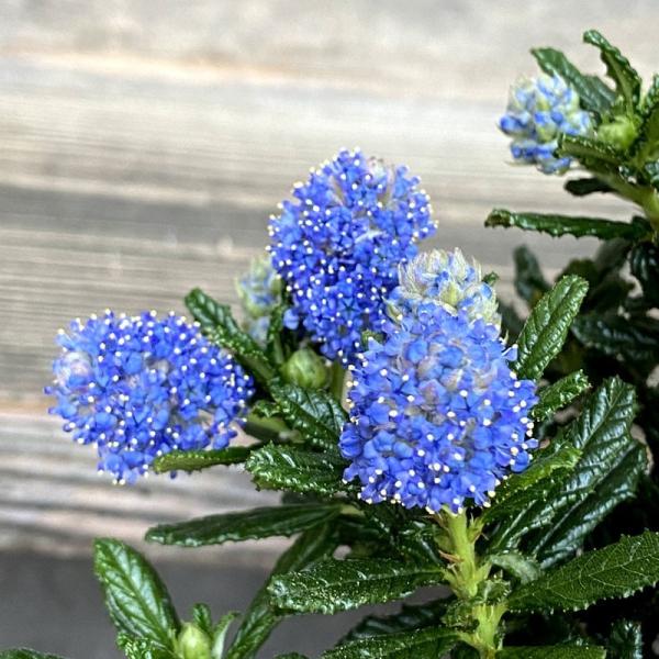 【発売日：2025年11月11日】パシフィックブルーは光沢のある葉に、濃い青紫の花が花穂が小さめの房状に咲く、観賞価値の高い植物です。可憐な花姿から「カリフォルニア・ライラック」ともいわれています。若木から花つきがよく、ブッシュ状にそだちま...