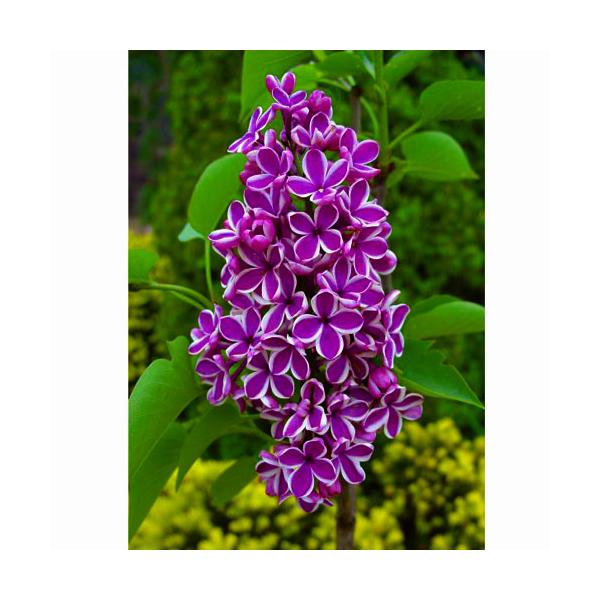 【発売日：2022年09月06日】ライラックは、寒さに強く北国の代表的な花木として知られています。枝先の小花には芳香があり、春の訪れを感じる花木として人気です。ライラック「パープルセンセイション」は、人気のセンセーションの枝代わり品種で、コ...
