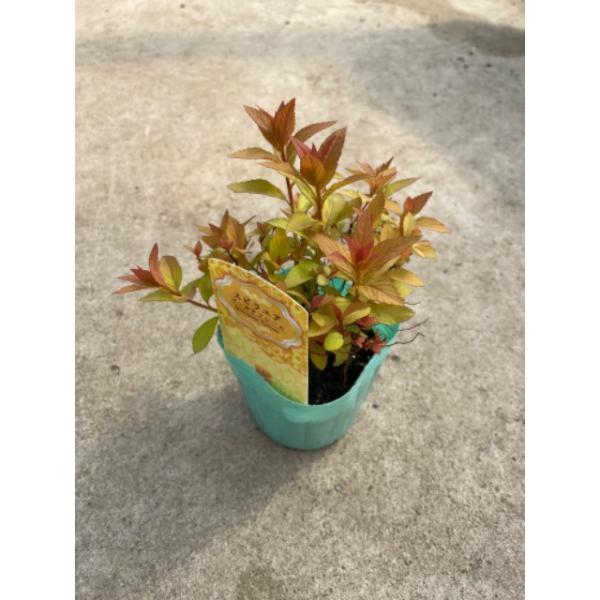 【発売日：2023年03月28日】シモツケは、育てやすくて大きくならず、初心者におすすめの花木です。 「ゴールドフレーム」は春から初秋はライム〜ライムゴールドの葉色が、秋には赤みを帯び美しい。日本の気候にあう植物。桃紅色花。シモツケの苗木サ...