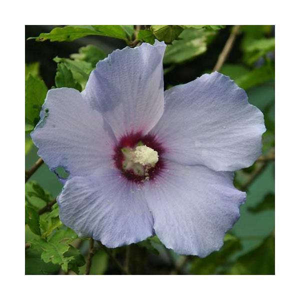 【発売日：2023年05月30日】ムクゲは夏から初秋にかけて長い間咲き続け、丈夫で良く育つので庭木や生垣などに良く使われる花木です。ブルーバードは青色花が美しい品種です。ムクゲの苗木サイズ：4〜5号鉢植え：約20〜30ｃｍ（樹高や樹形は、季...