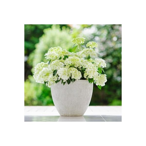 【発売日：2025年09月23日】すべての側芽から花が咲き、葉が小さいため蒸散量が少なく、通常のアジサイと比べて土が乾きにくい無剪定でも楽しめ、栽培は簡単でローメンテナンス手まり咲きの花が側芽から咲き、枝いっぱいに咲き誇ります。咲き始めは爽...