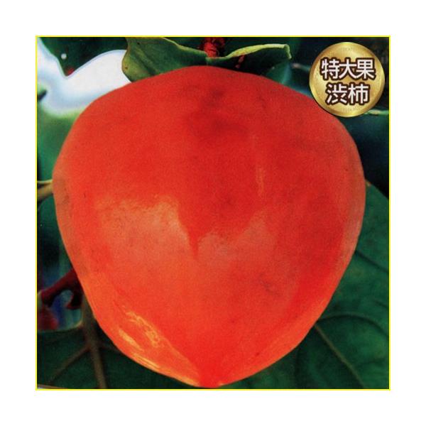 ジャンボ富士柿は、ボリューム感たっぷりの渋柿です。柿(カキ)の苗木は接ぎ木苗（つぎ木苗）を販売しております。果実が最大500gにもなる大実の品種で、富士山のような実は通常の柿の約2倍の大きさです。食べ応え抜群で甘柿とは違った独特の味が楽しめ...