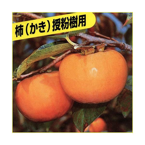 禅寺丸柿は柿の受粉樹として知られる不完全甘柿です。柿(カキ)の苗木は接ぎ木苗（つぎ木苗）を販売しております。早生品種の定番としても人気で、サクサクとした食感が特徴です。禅寺丸は花粉が多い品種ですので、他の柿のための受粉樹としてもピッタリです...