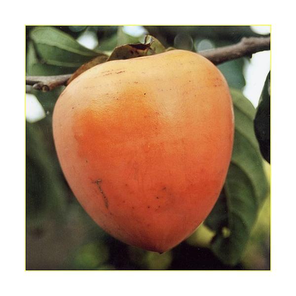 蜂屋柿は干し柿作りにおすすめの渋柿です。渋柿の苗木は接ぎ木苗（つぎ木苗）を販売しております。干し柿用に作られた品種であり、蜂屋柿で作られた干し柿は大変人気があります。渋柿ですので鳥などに食べられる心配もありません。1本で実がなりやすく、受粉...