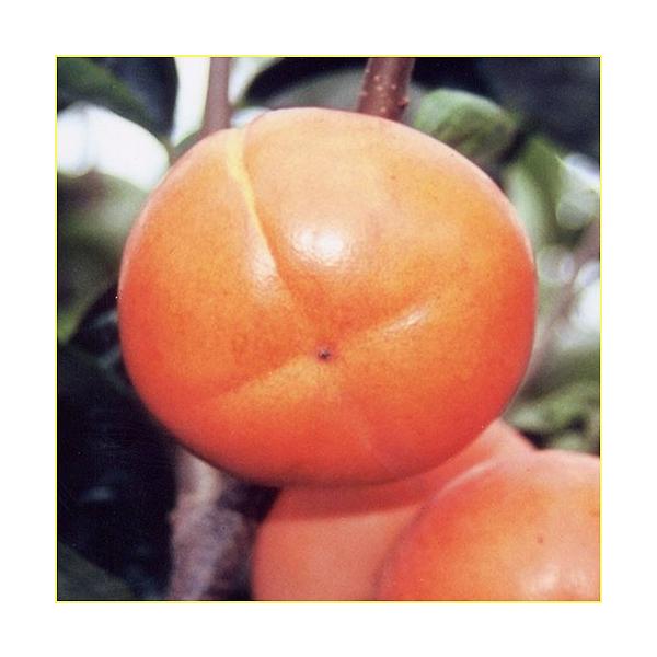 平核無柿は干し柿作りに最適な渋柿の王様です。柿(カキ)の苗木は接ぎ木苗（つぎ木苗）を販売。300年以上の歴史あり、味はまろやかです。種がないので干し柿として愛されている渋柿です。渋柿ですので鳥などに食べられる心配もありません。1本で実がなり...