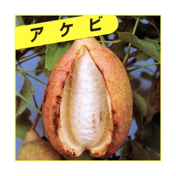 果樹栽培初心者におすすめの、あけび（アケビ）の苗木を販売しています。果実が熟すと、ポッカリと口をあけ、甘い果肉が現れます。栽培は容易で庭の片隅に、鉢植えに面白い果樹です。アケビは1種類では結実しませんので受粉樹として五つ葉アケビを一緒に植え...