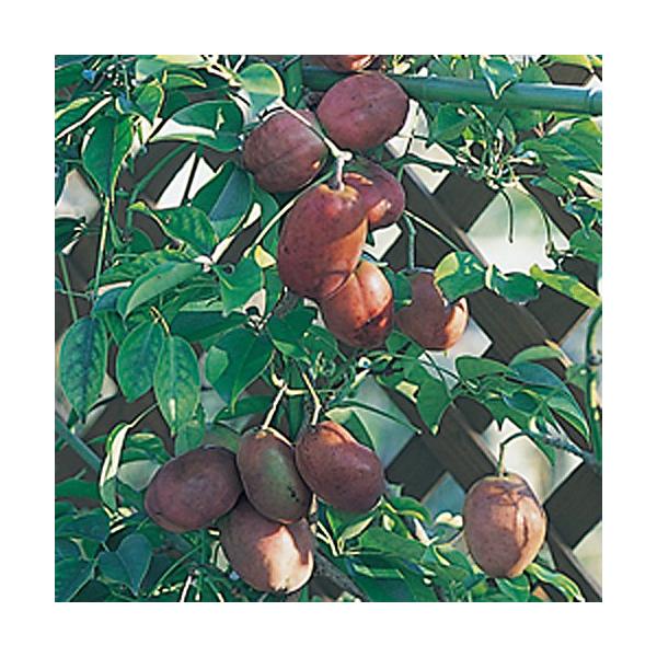 珍しい果樹のムベの苗木を販売しております。ムベはアケビの仲間であり、果実は熟すと美しい紅紫色となります。150g程の実の味はアケビのような、バナナのような何ともいえない素朴な甘味です。酸味はほとんどありません。庭植えはもちろん、鉢植えにして...