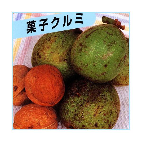人気の胡桃（クルミ）果樹「菓子くるみ」の苗木を販売しています。殻を割るとほのかな油の匂いのするクルミの実は、たんぱく質やビタミンが豊富で栄養バツグンです。生食の他、お菓子の材料等に使われています。大きく育ったクルミの木は、樹形もキレイですの...