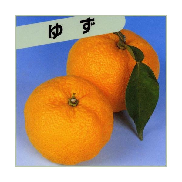 気軽に家庭栽培できる花柚子「一才柚子(ゆず)」の苗木を販売しています。「一才柚子」は通常の柚子（ゆず）とは品種が違いますが、香りが似ているので料理に使われる柚子の仲間です。果実は40g程であまり大きくならないので家庭菜園向けの果樹です。1本...