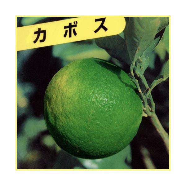 柑橘(かんきつ)類のカボスの苗木を販売しています。カボスは、柚子やスダチの仲間に近い近縁種であり、主に大分県で生産されています。スダチの倍以上の大きさの果実が収穫でき、果汁は料理の香り付けやポン酢等に利用されています。1本で実が付き、暑さや...
