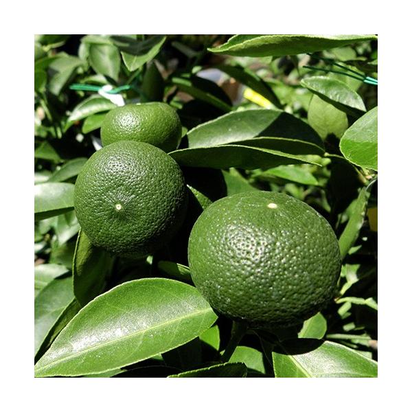 柑橘類　すだち（酢橘）の苗木を販売しています。すだち（酢橘）は、爽やかな香りと酸味の利いた果汁が特徴的な柑橘類の果樹で、料理の香り付けに利用されます。スダチ（酢橘）は耐寒性も強く、１本だけでも実がつきますので、庭植えにおすすめします。すだち...