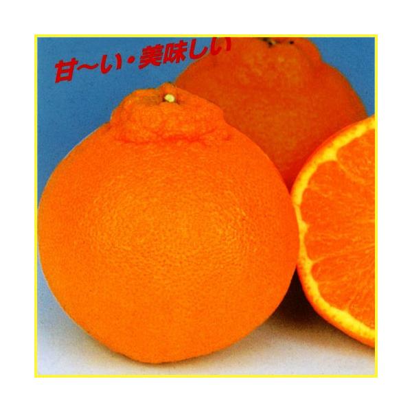 人気の柑橘(かんきつ)類、デコポン「不知火」の苗木を販売しています。200g〜300gの果肉はとても甘く果汁たっぷりでジューシーです。１本で実がなり、育てやすいので柑橘類の果樹初心者の方にもおすすめします。デコポン（不知火）苗木のサイズ：　...