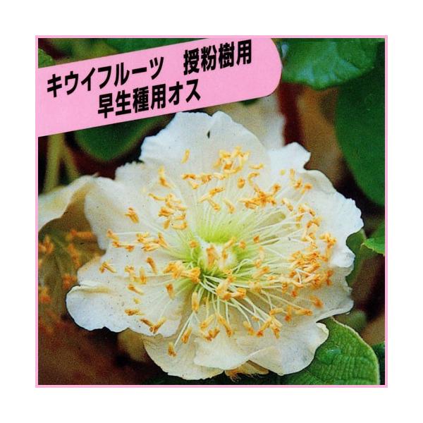 早生品種用キウイフルーツの受粉樹「孫悟空」の苗木を販売しています。受粉専用のオス木ですので、果実はなりません。「ゴールデンキウイ」などの早生品種のキウイフルーツと一緒に植えてください。苗木サイズ：キウイフルーツ苗木の高さ約70〜90cm（樹...