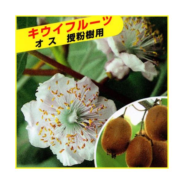 キウイフルーツの受粉樹「トムリ」の苗木を販売しています。受粉専用のオス木ですので、果実はなりません。「ヘイワード」等の緑系のキウイフルーツと一緒に植えてください。苗木サイズ：キウイフルーツ苗木の高さ約70〜90cm（樹高や樹形は、季節や入荷...