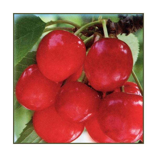 大玉のさくらんぼ「紅秀峰」の苗木を販売。収穫量の多いサクランボです。10g程の大玉の果実はクリーム色でやや硬く、比較的日持ちするさくらんぼです。酸味が少なく糖度が高いため、甘いサクランボとして人気です。1本で結実しない品種ですので、「高砂」...