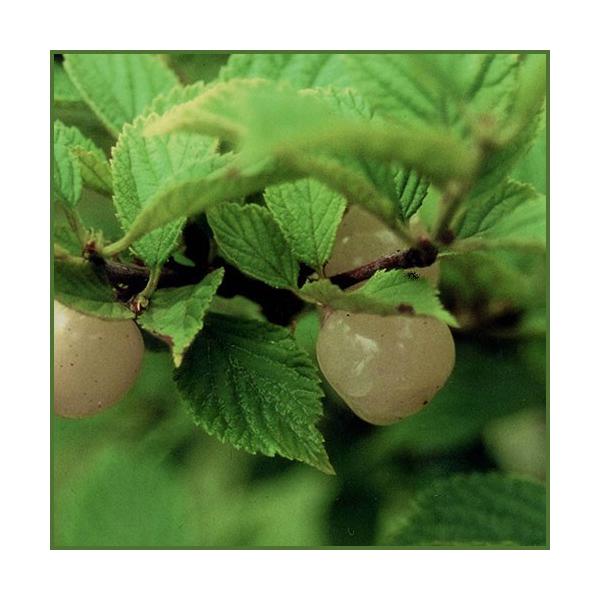 家庭菜園向けの「ユスラウメ（白実）の苗木」を販売しています。（俗名：ユスラゴ）春には小さな可愛らしい花を咲かせ観賞価値も高いです。サクランボのような小ぶりの赤い果実は、味もさくらんぼに似て酸味少なく甘くてジューシーです。また、1本で実をつけ...