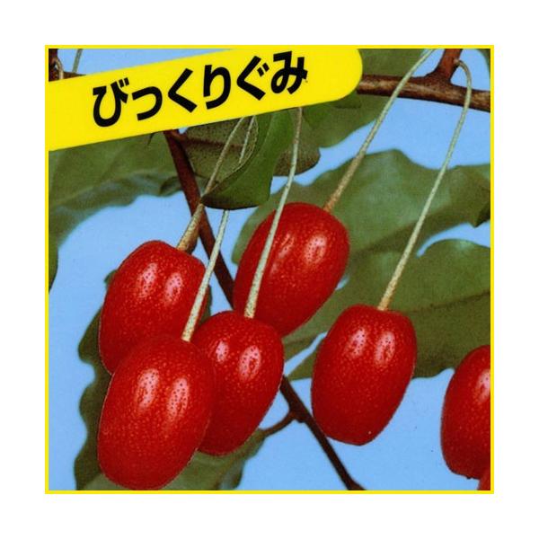 家庭菜園にお勧めの果樹「ビックリグミ」の苗木を販売。初心者向けの栽培しやすいグミの苗木です。大実のビックリグミは強健な性質で育て方も気にせずにどんなやせ地でも栽培可能です。子どもの頃食べたあの味をもう一度味わってみてください。生食では甘酸っ...